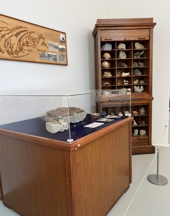 Dettaglio foto: MuMAB - Museo Mare Antico e Biodiversità - Archivio ...